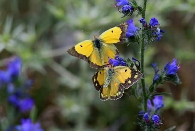 21 Yellow Butterfly Meanings: What Do They Symbolize?