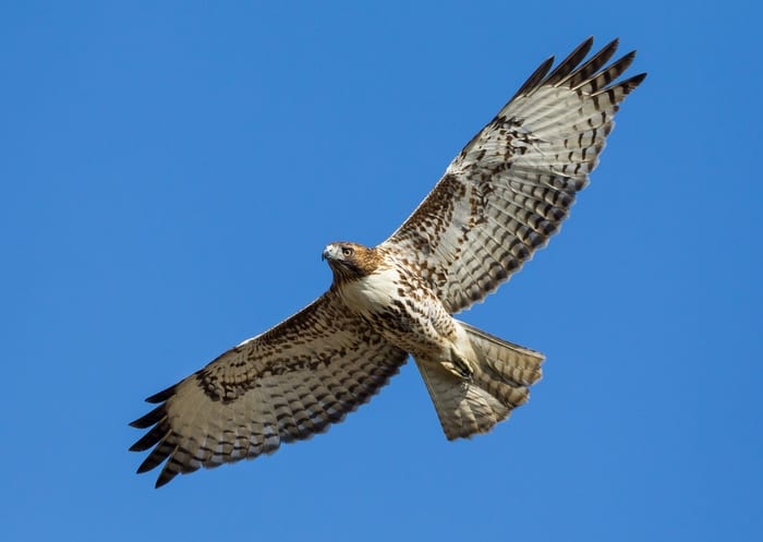 Hawk Symbolism & Meaning & the Hawk Spirit Animal | UniGuide