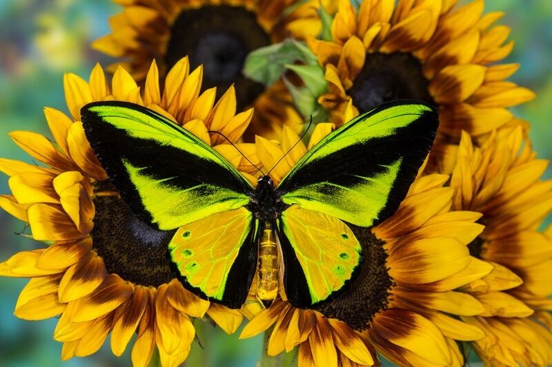 21 Yellow Butterfly Meanings: What Do They Symbolize?