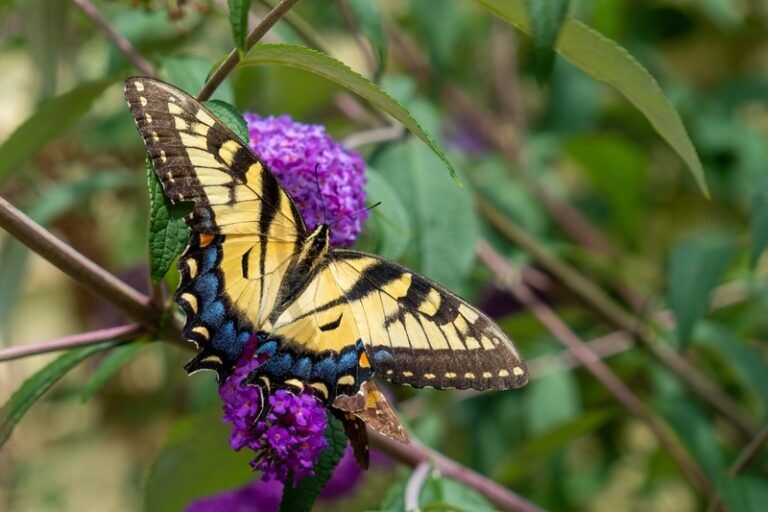 21 Yellow Butterfly Meanings: What Do They Symbolize?