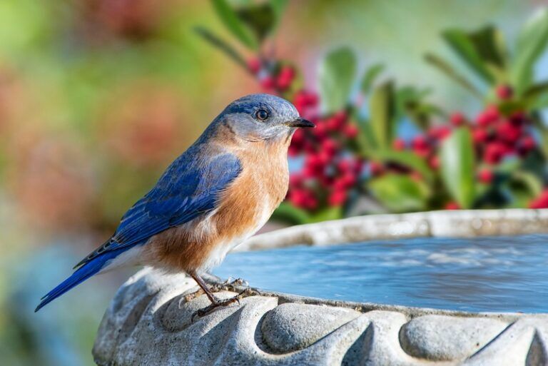 Bluebird Meaning & Symbolism & the Bluebird Spirit Animal