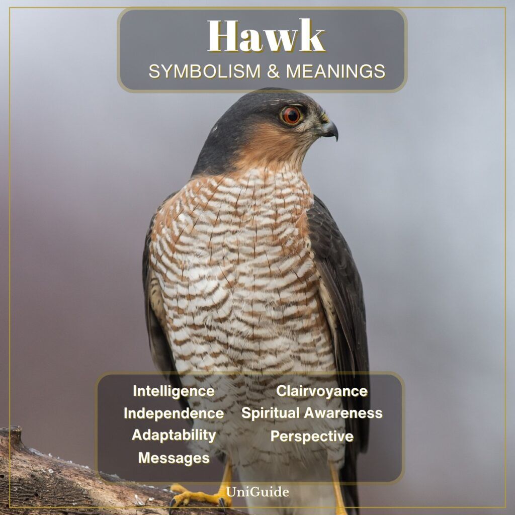 Hawk Symbolism & Meaning & the Hawk Spirit Animal | UniGuide